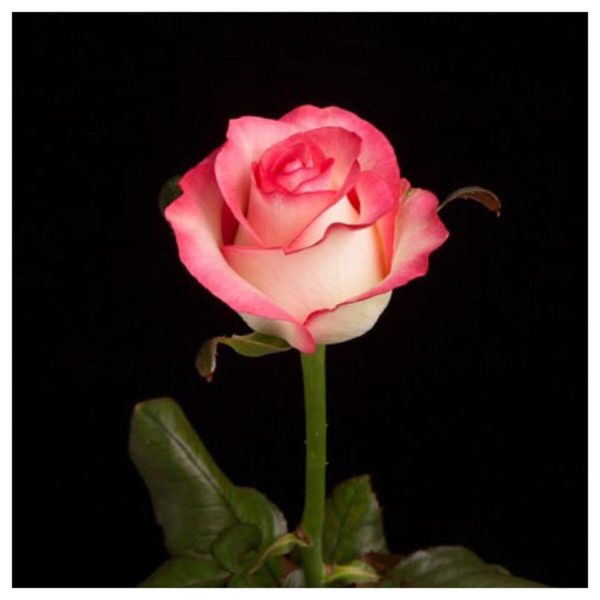 Vente directe de roses - Azur Roses, Producteur de fleurs à la Crau (Var)