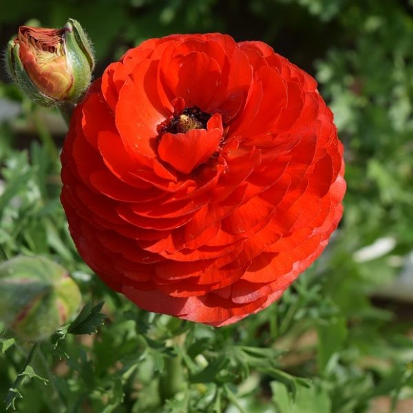 Vente directe de renoncules par Azur Roses producteur dans le Var (83)