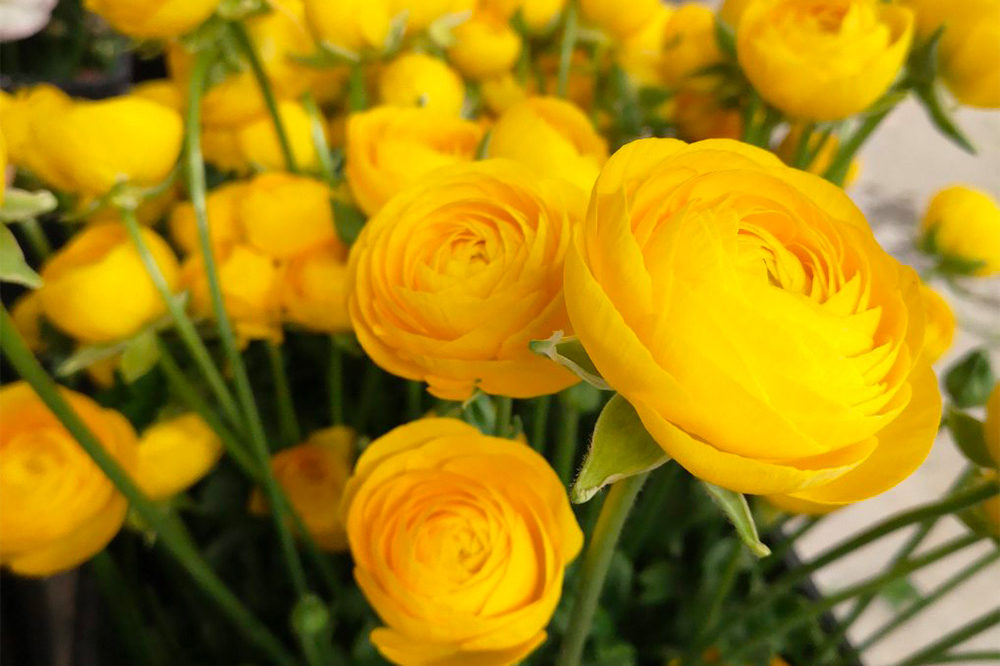 Azur Roses Producteur de fleurs fraiches dans le Var - 06.18.30.79.06