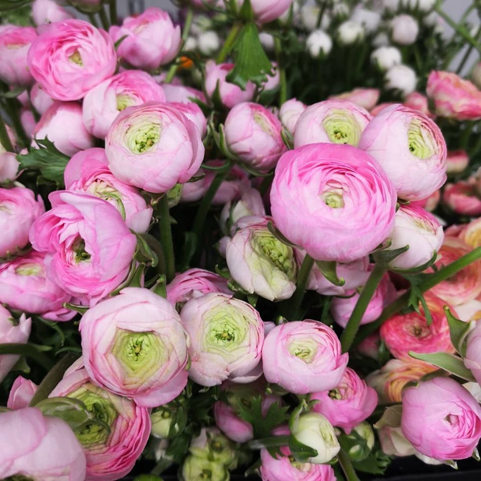 Les premières renoncules arrivent ! - Azur Roses: Producteur de fleurs ...